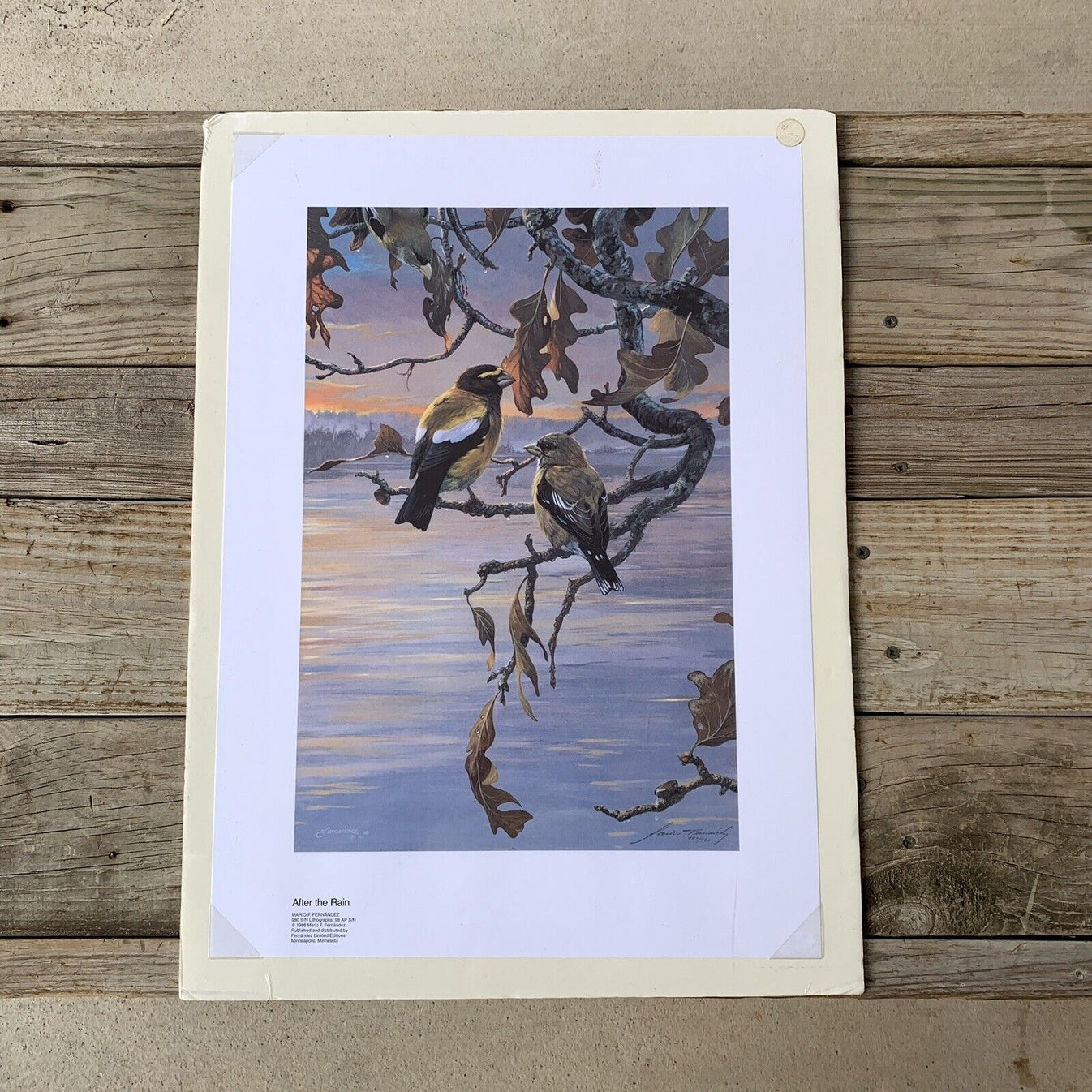 SIGNED Vintage Print: After The Rain by Mario Fernandez Limited Editio ...